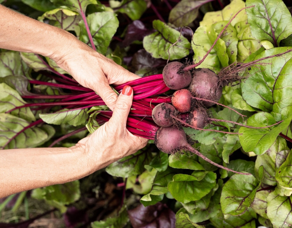 The Complete Guide to Growing Beets from Seed to Harvest • Gardenary