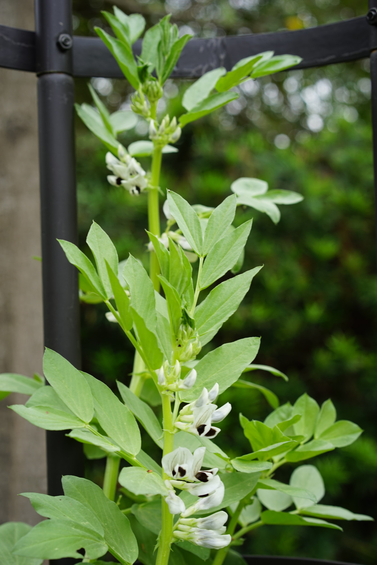 How to Grow Sugar Snap Peas in an Organic Kitchen Garden • Gardenary