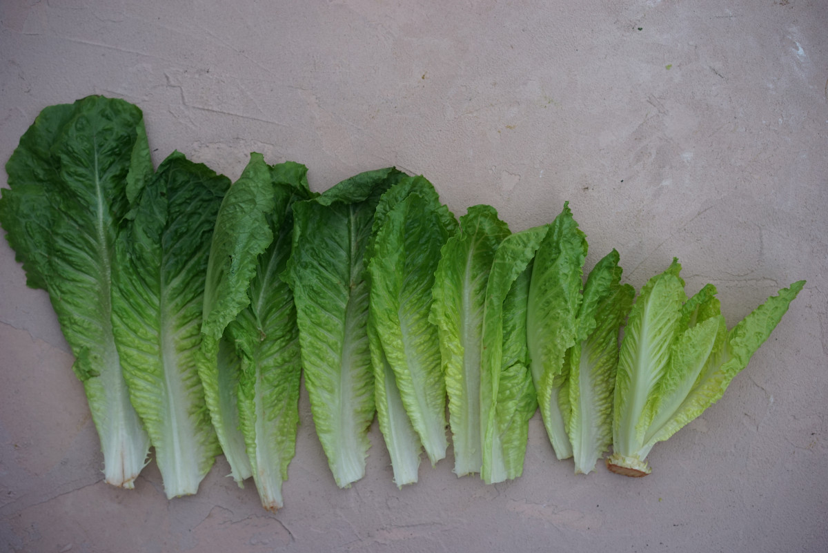 Episode 006: Romaine Calm • Gardenary