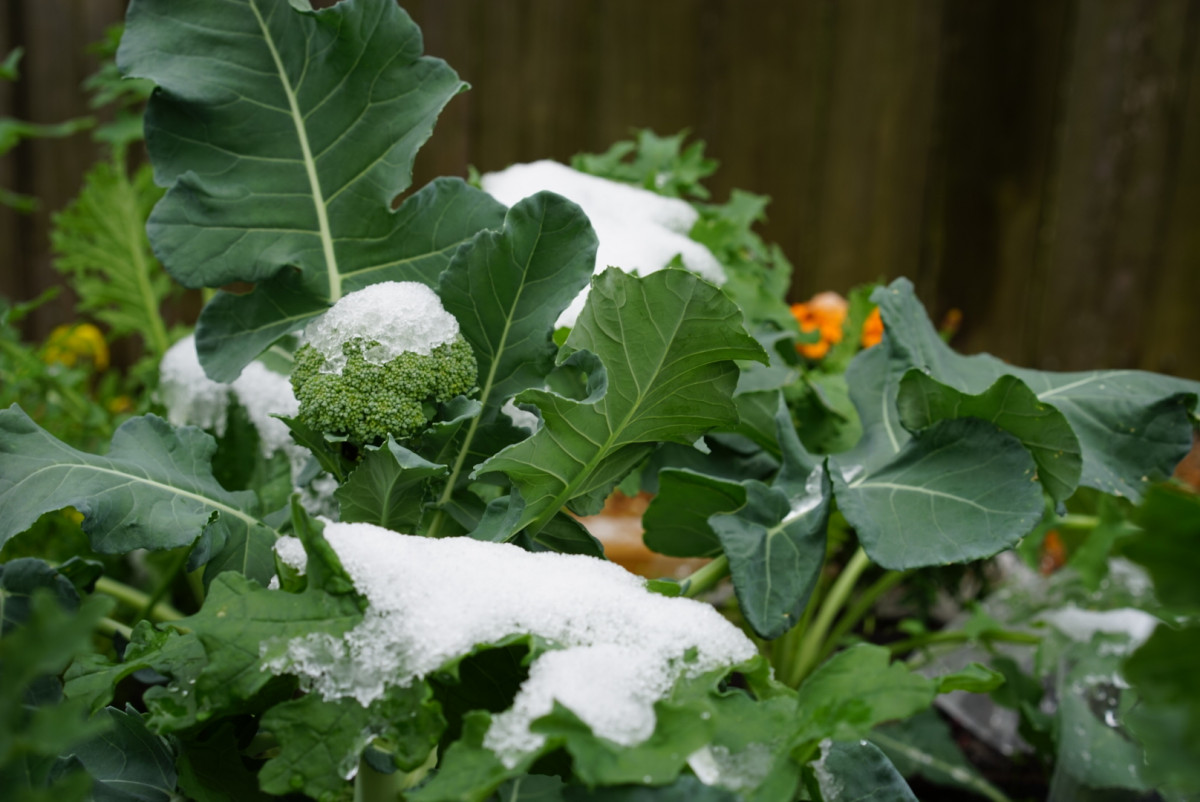 12 Frost-Resistant Herbs and Vegetables to Grow in Winter • Gardenary