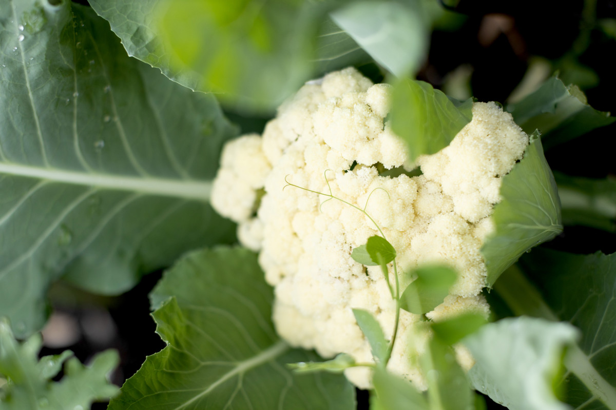 Cauliflower Plant Care