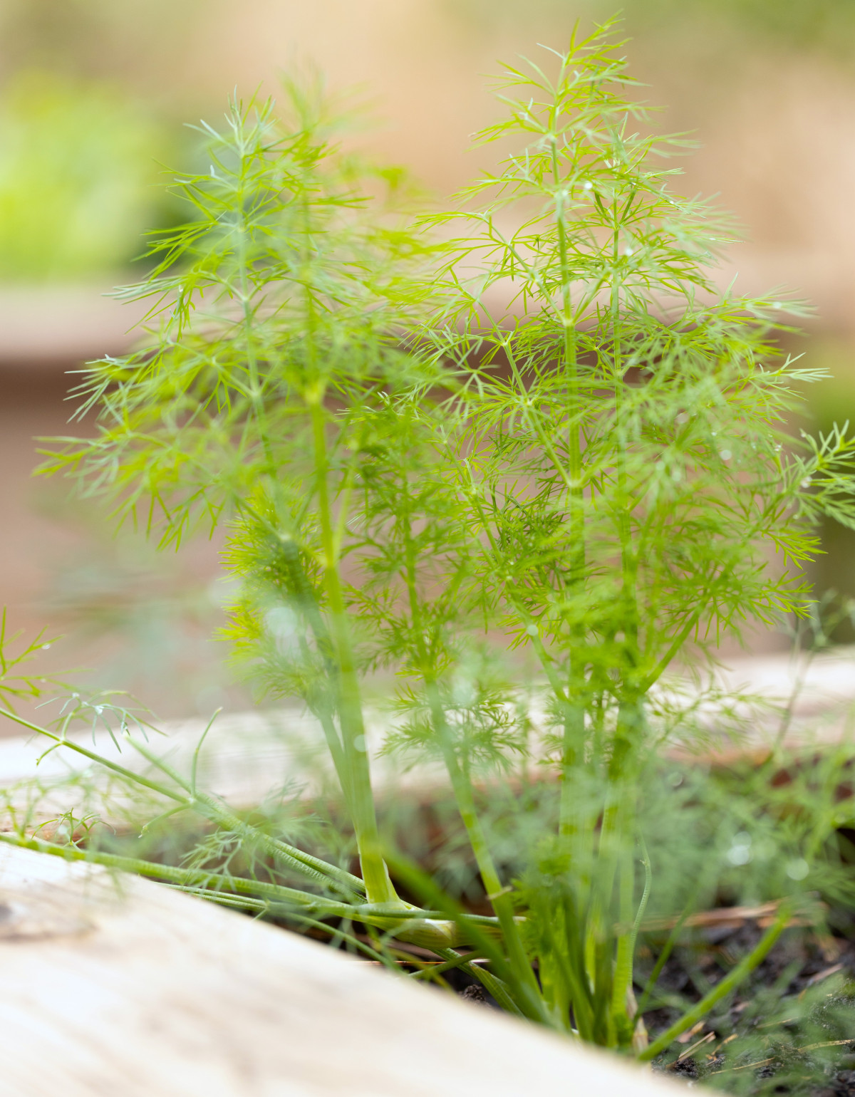 How to Grow Organic Dill in Your Herb Garden • Gardenary