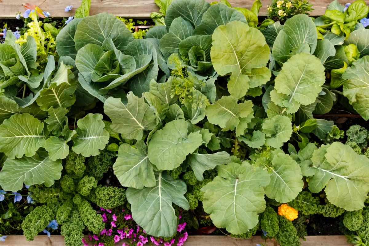 Companion Planting Made Easy: 6 Steps to Create Your Own Companion ...