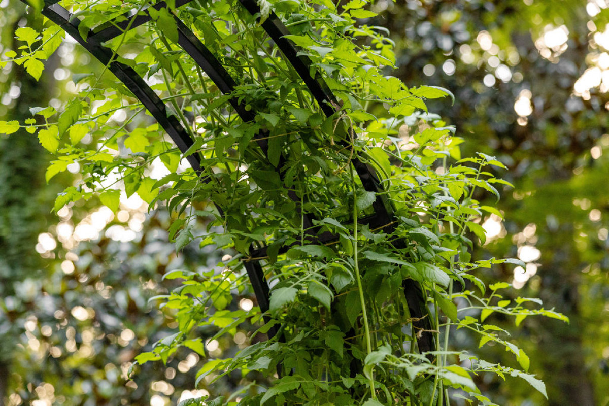 The Complete Guide to Vertical Gardening • Gardenary