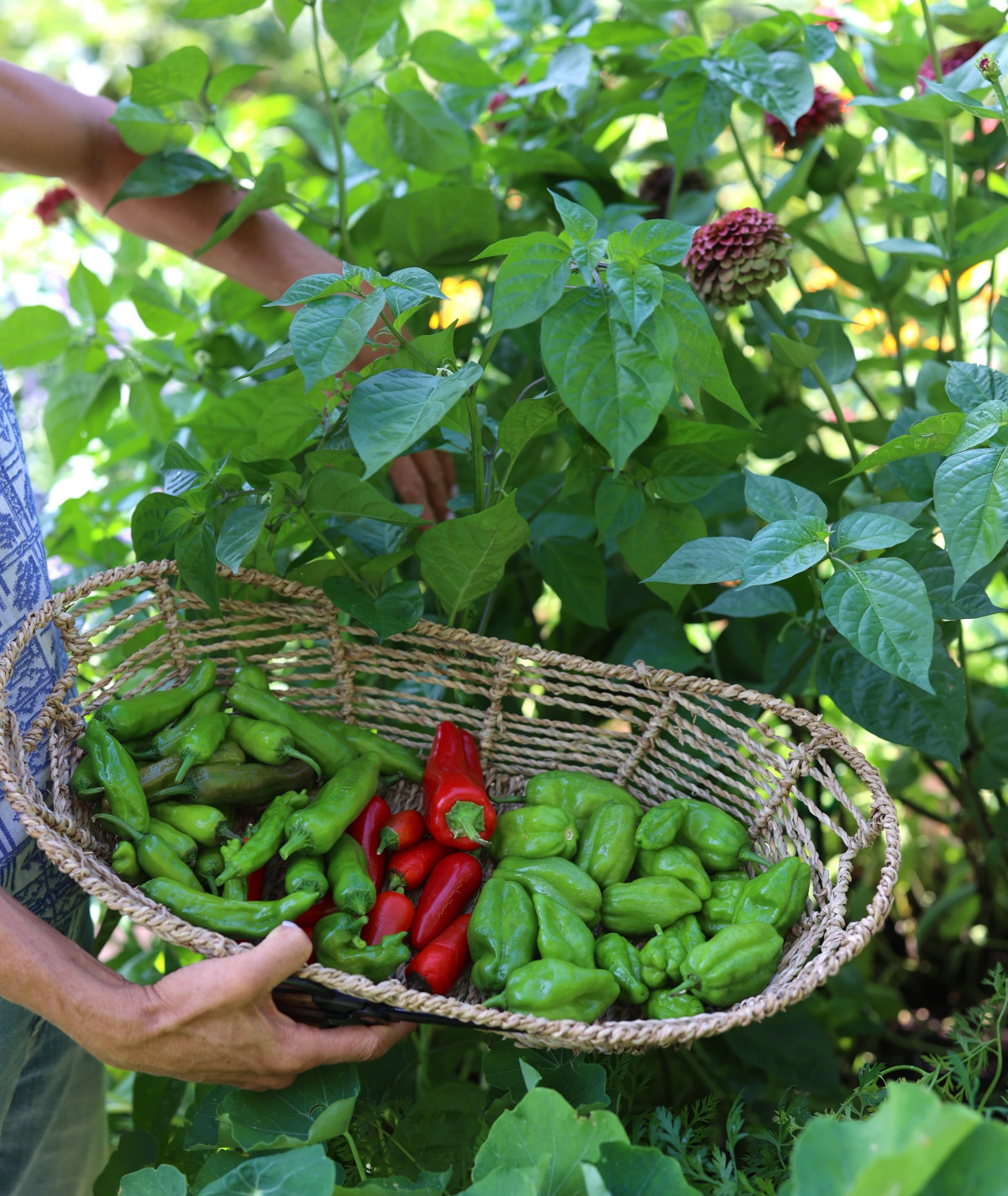 3 Signs Your Peppers Are Ripe and Ready to Be Harvested • Gardenary