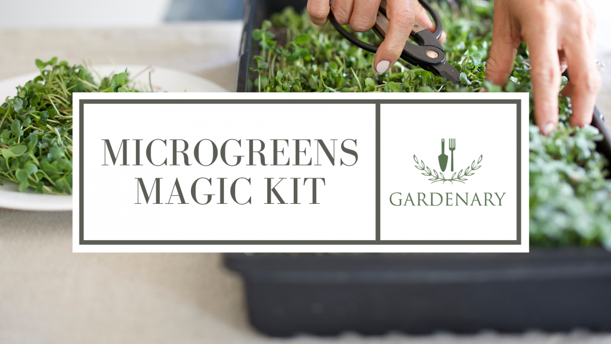 Microgreens Magic Kit • Gardenary