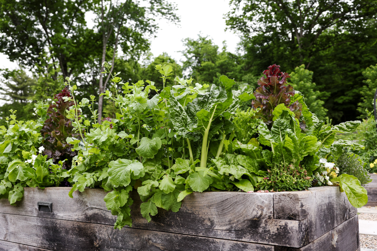 Are Your Plants Bolting? Here's What That Means & What to Do • Gardenary