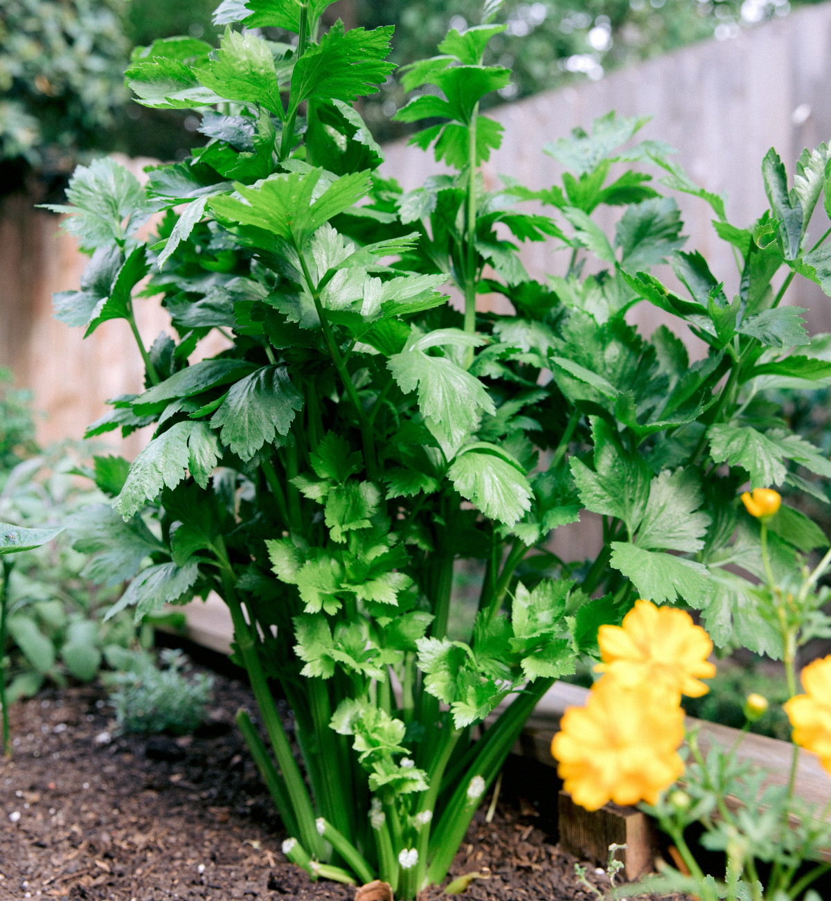 How to Harvest Celery so It Keeps Growing • Gardenary