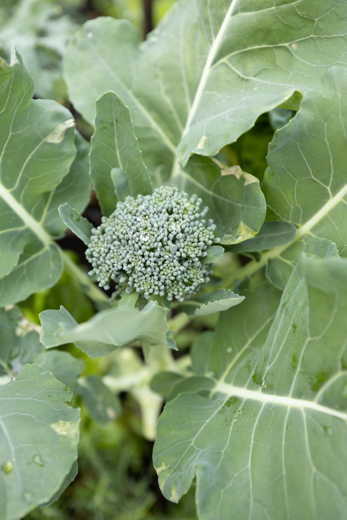 The Vegetable That Gets Ghosted • Gardenary
