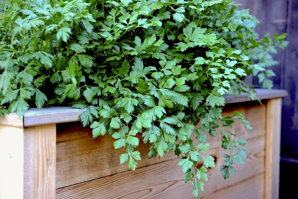 How to Grow Your Own Organic Parsley • Gardenary