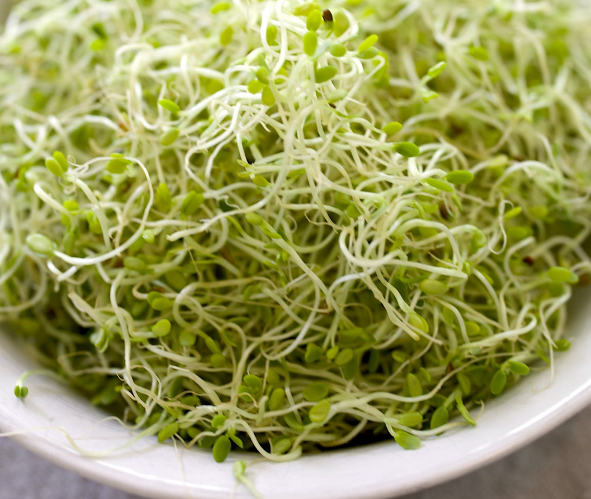 The Pros and Cons of Growing Your Own Sprouts • Gardenary