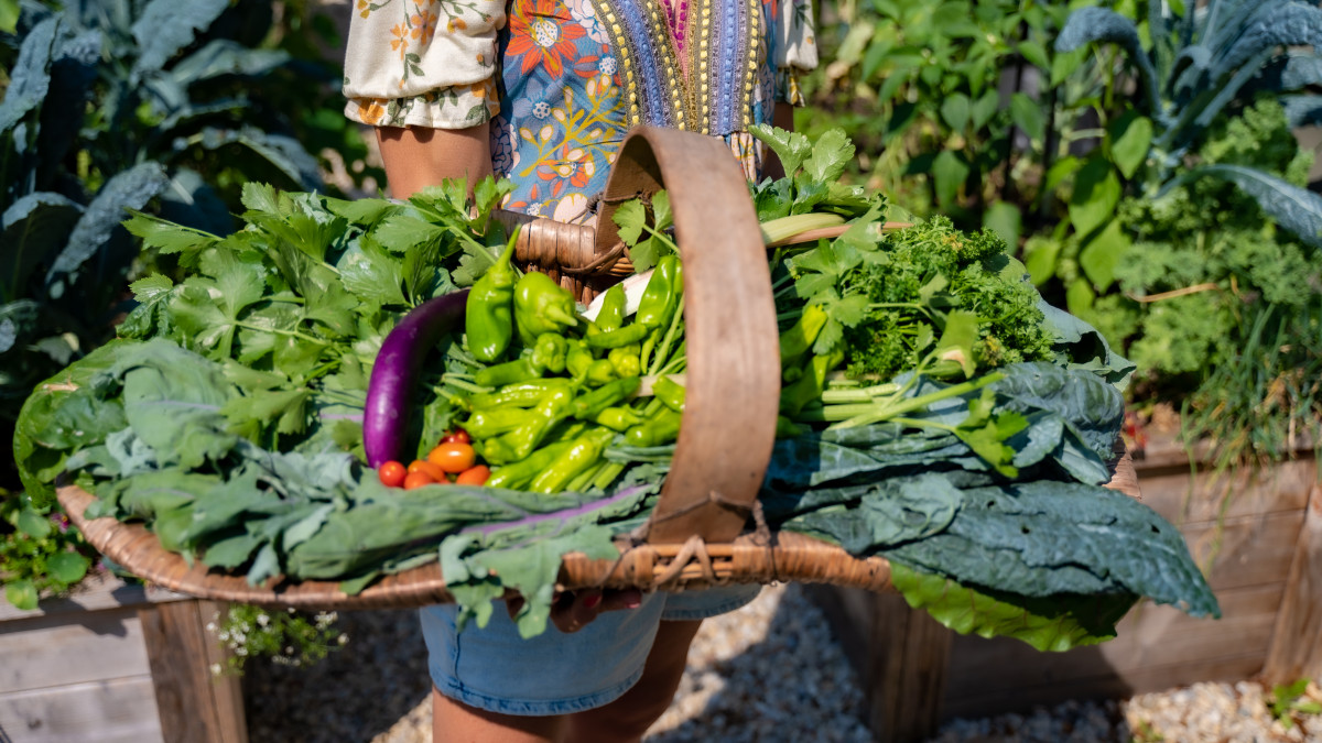 Why It's Important to Harvest Regularly From Your Garden in July ...