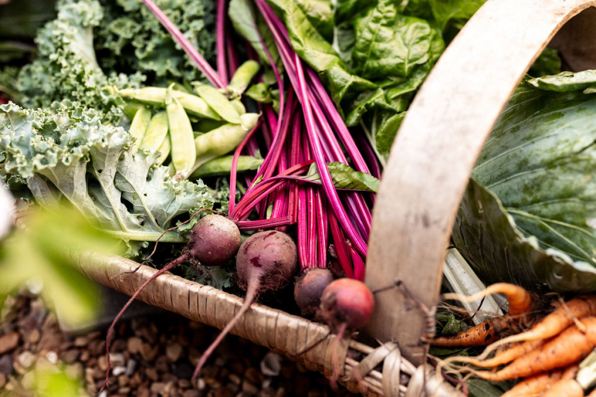 3 Signs Your Beets Are Ready to Harvest • Gardenary