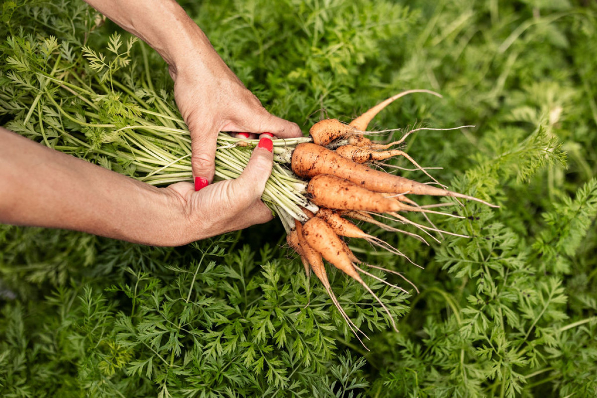 3 Signs Your Carrots Are Ready to Be Harvested from the Garden • Gardenary