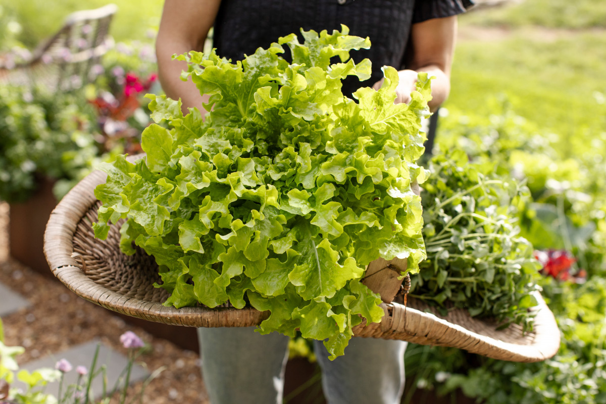 Best Types of Lettuce to Grow in Your Garden • Gardenary