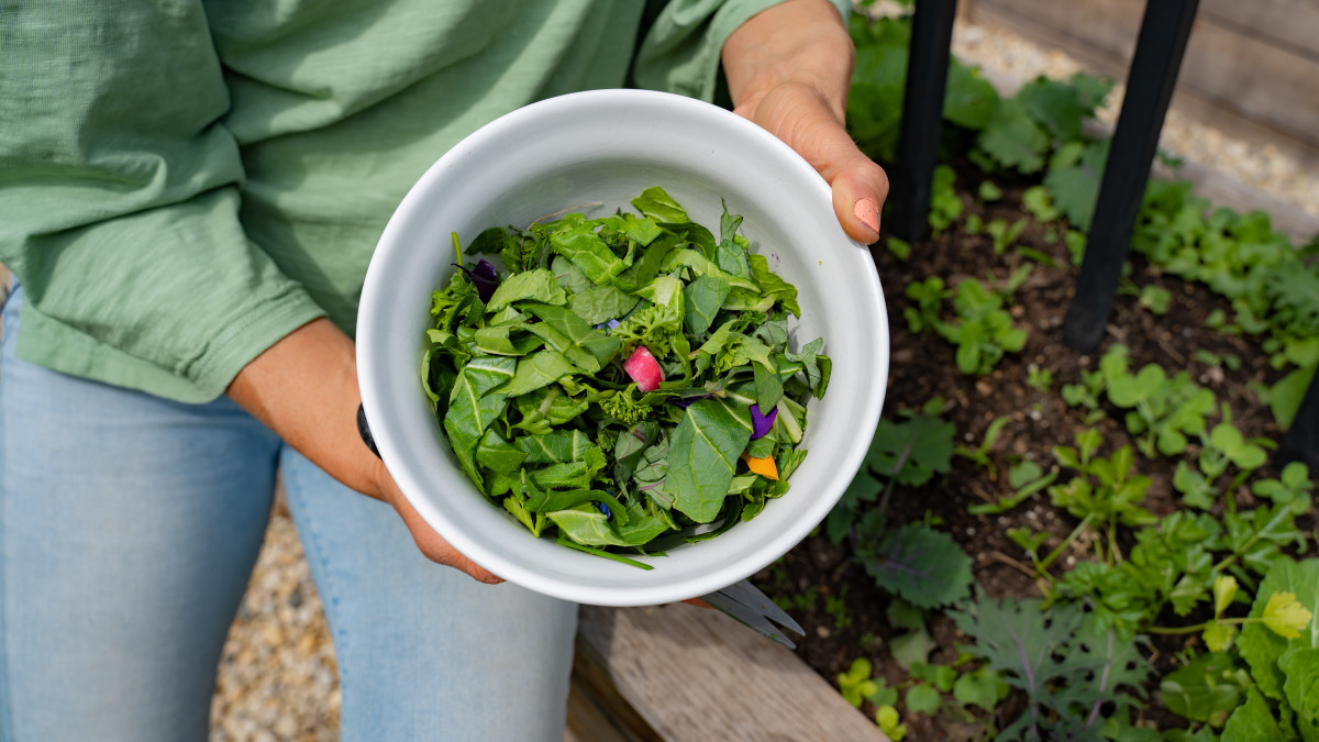 How to Create Your Own Super Simple Salad Box • Gardenary