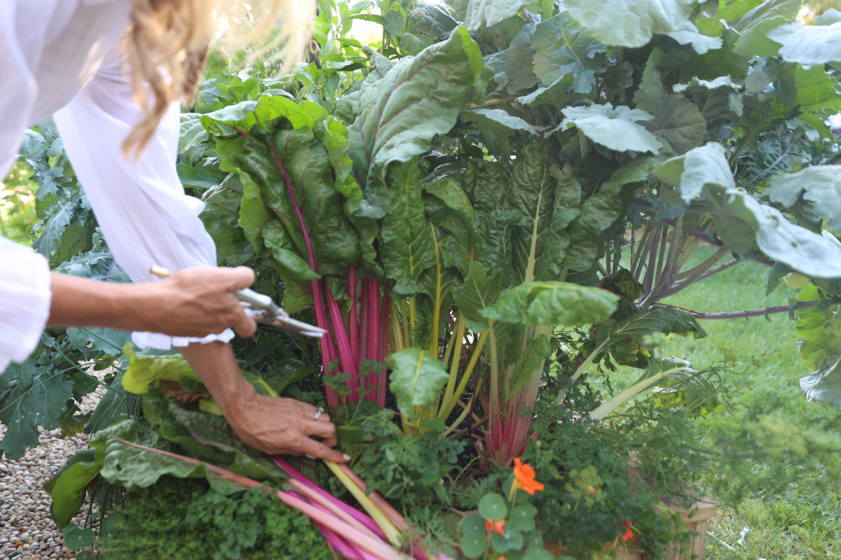 Pruning 101: How to Prune Plants for Maximum Success in the Vegetable ...