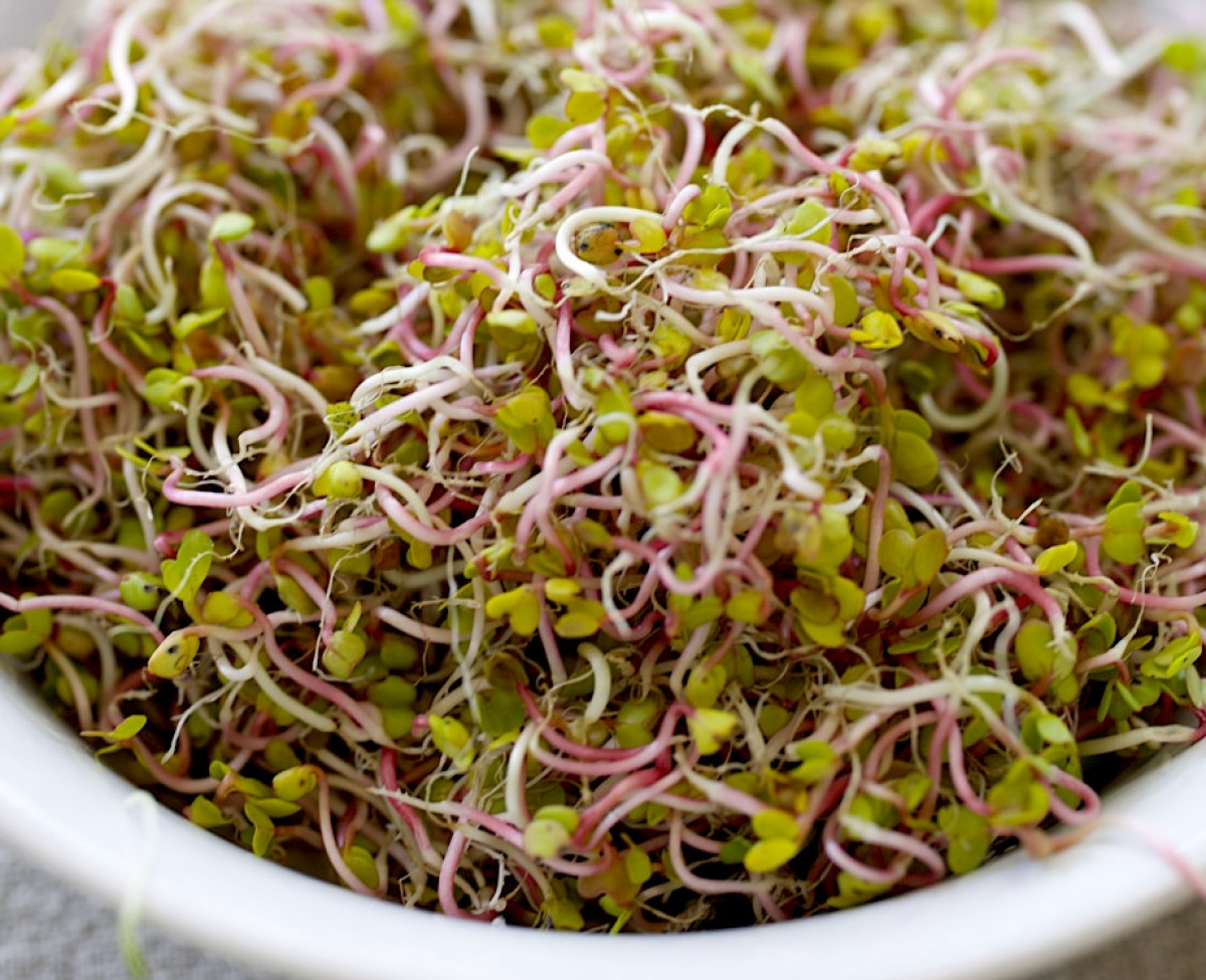 5 Simple Steps to Grow Your Own Radish Sprouts Indoors • Gardenary