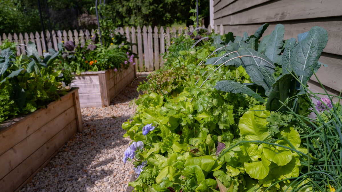 Extend Your Growing Season and Maximize Your Harvests with Successive ...