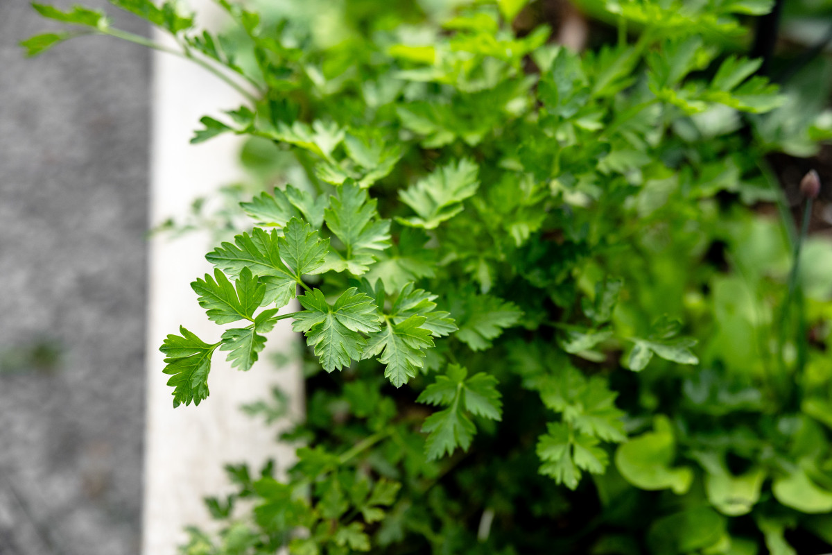 Flat Leaf Parsley Plant Care