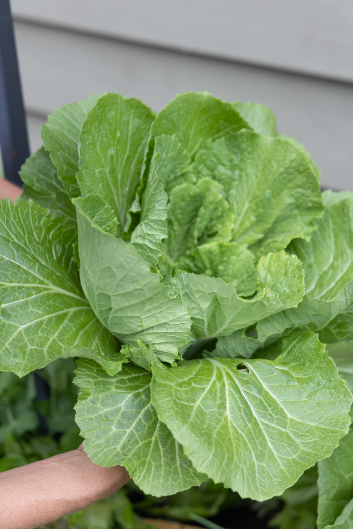 3 Signs Your Cabbage Is Ready to Be Harvested from the Garden • Gardenary