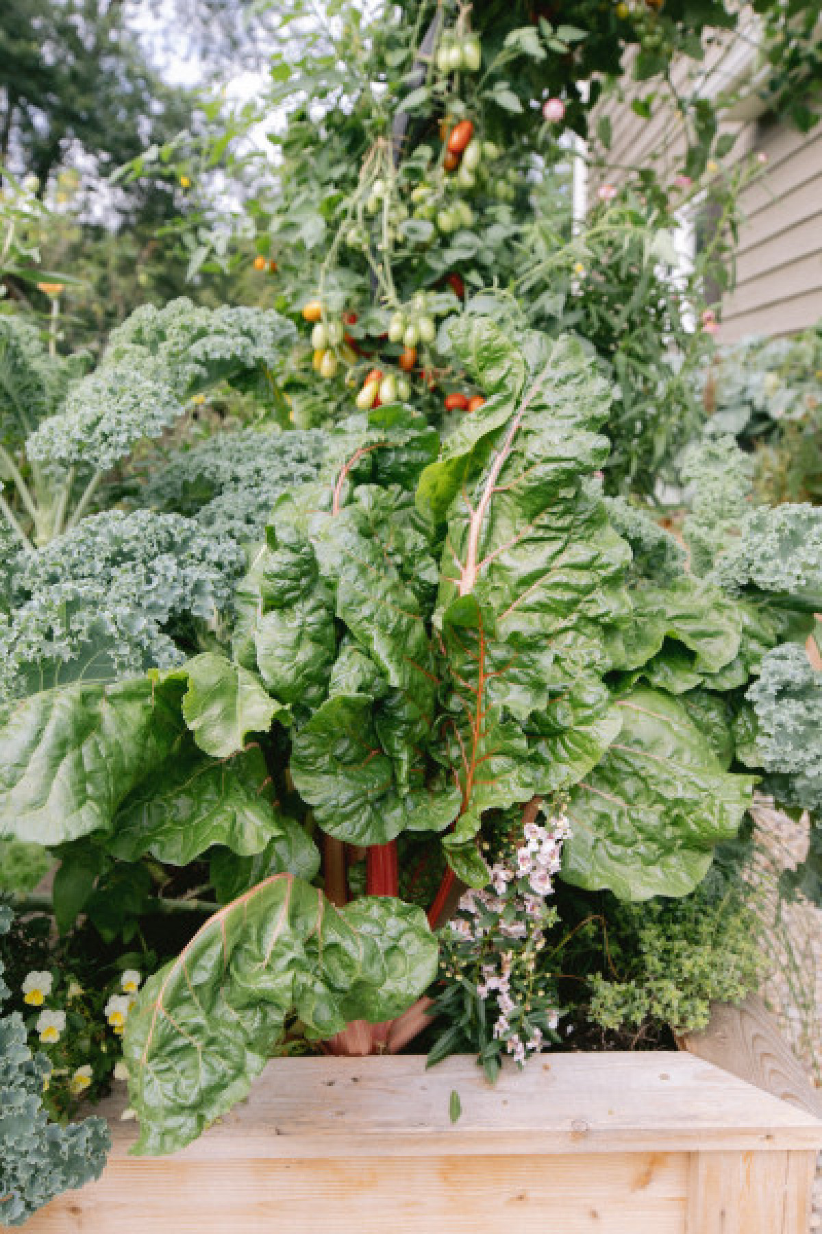 4 Tips to Help You Grow Giant Organic Swiss Chard in Your Kitchen ...