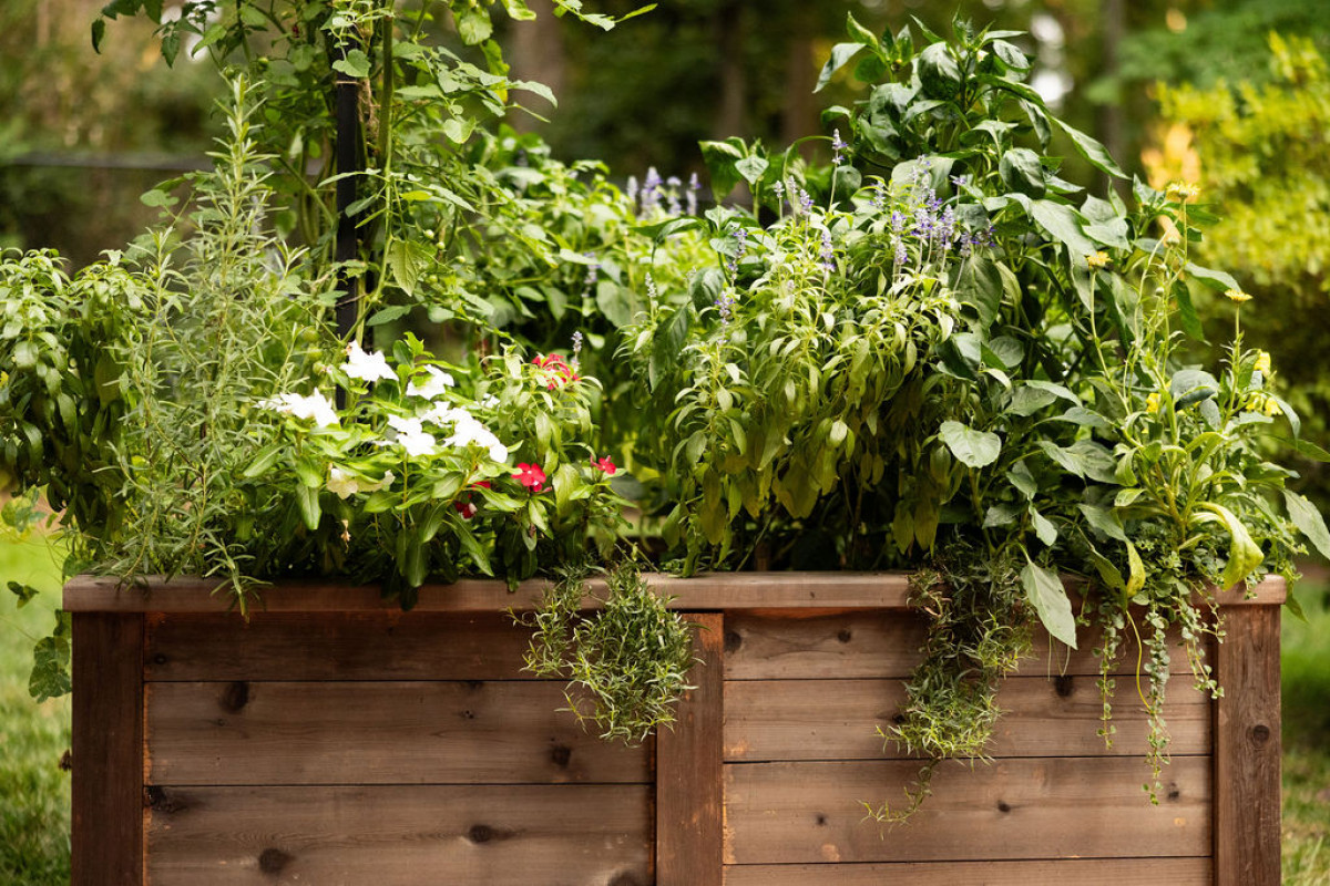 What to Grow in Summer Heat: 20 Heat-Tolerant Vegetables, Herbs, and ...