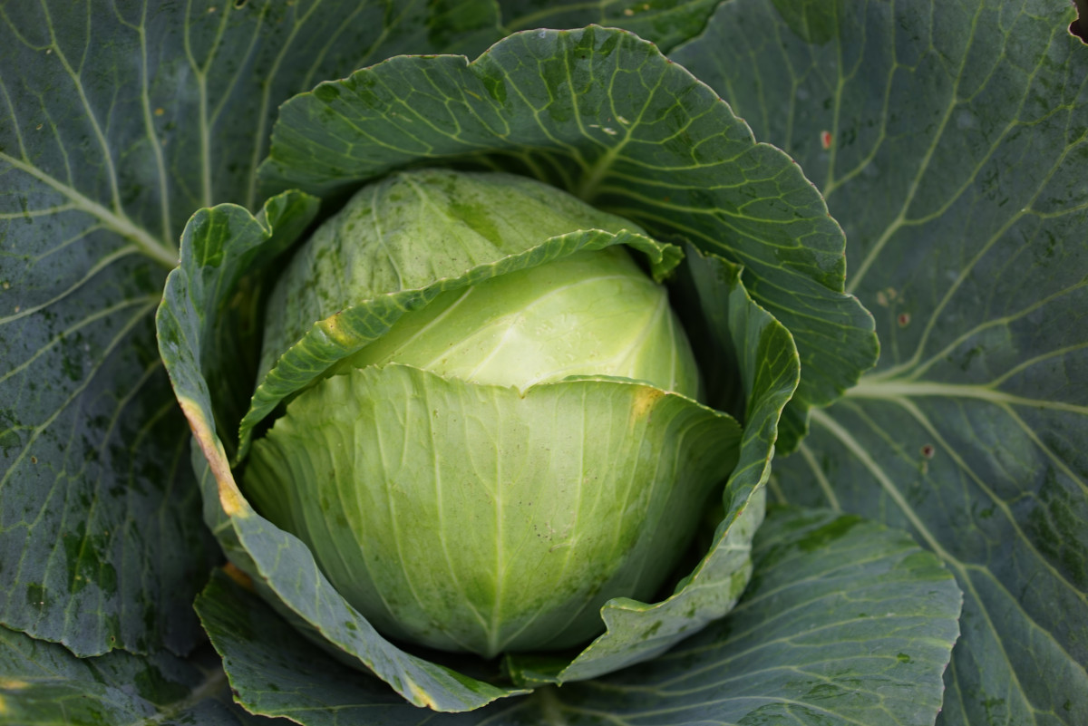 Episode 009: Two Heads Are Better Than One • Gardenary