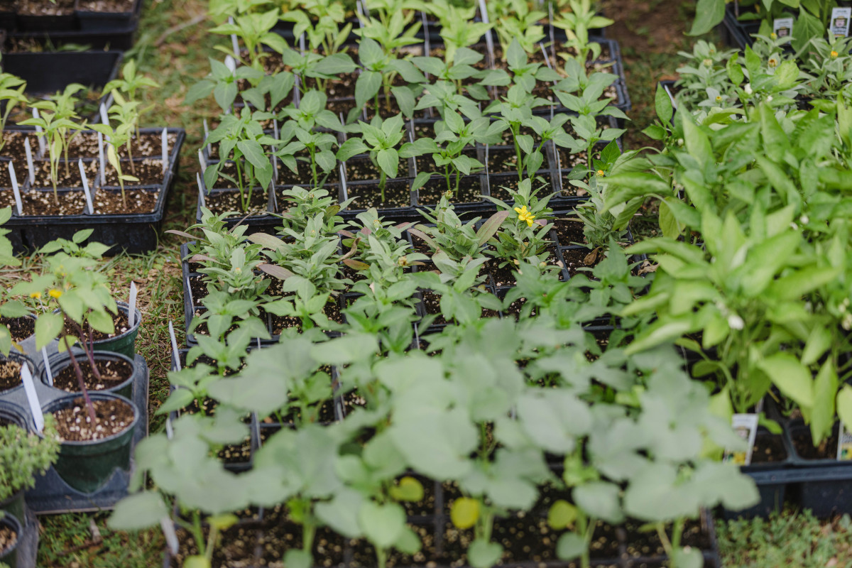Here's the Real Reason You Kill Plants from the Store • Gardenary