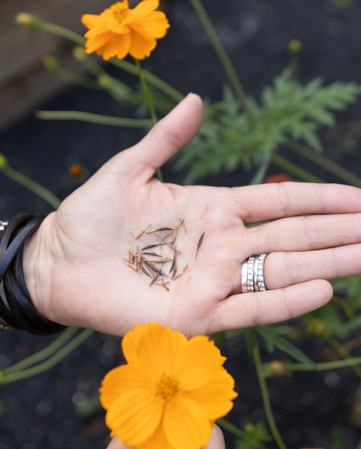 4 Simple Steps to Save Your Own Cosmos Seeds for a Lifetime Supply ...