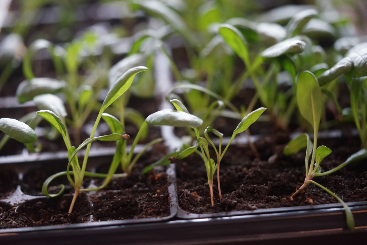 The 30 Easiest Seeds to Start Indoors to Get a Head Start on Your ...