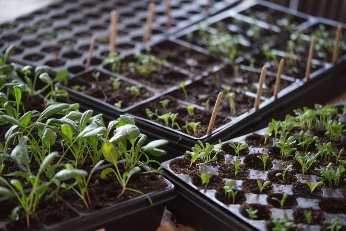 The Pros and Cons of Seed Starting Indoors • Gardenary