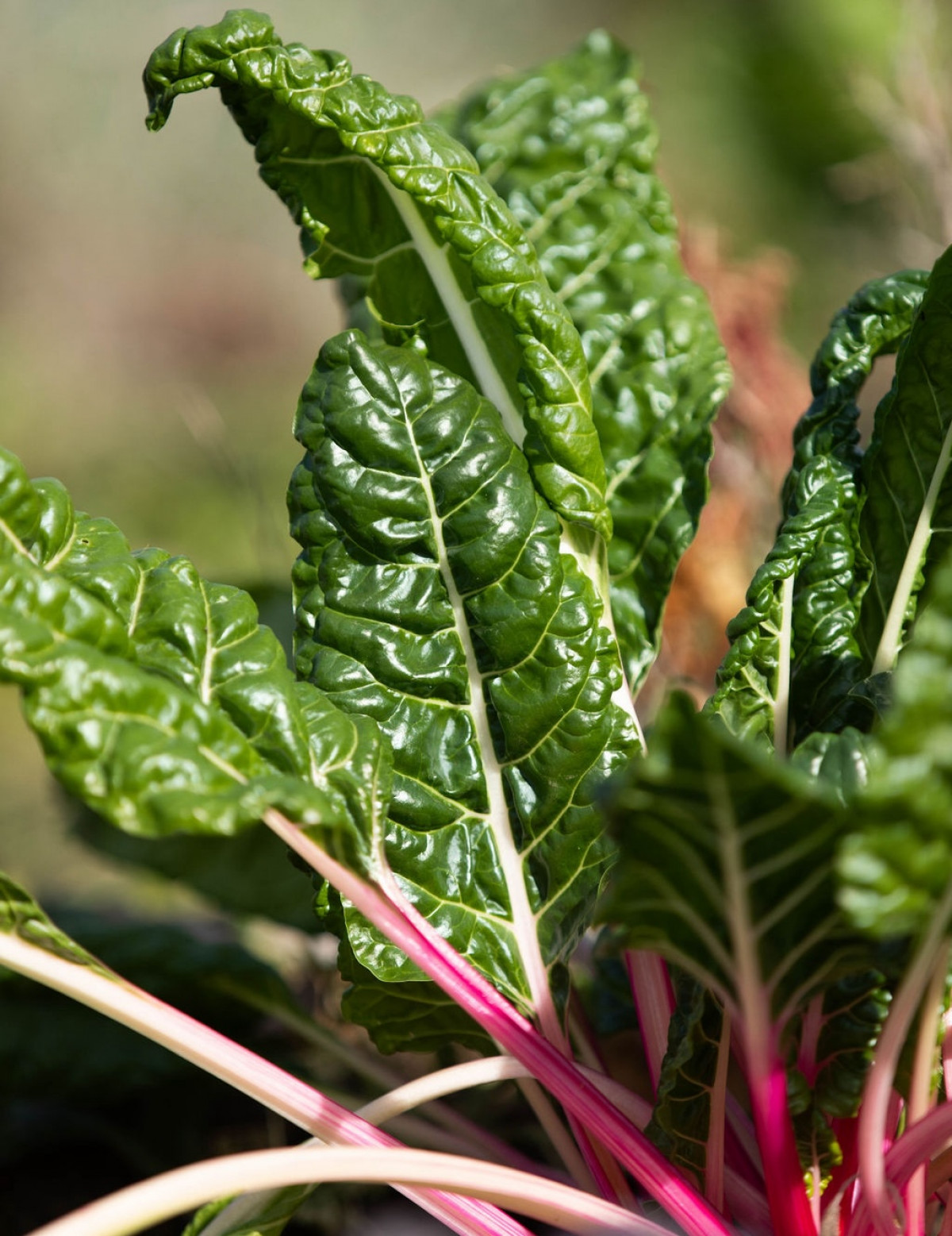 How to Grow Your Own Organic Swiss Chard from Seed • Gardenary