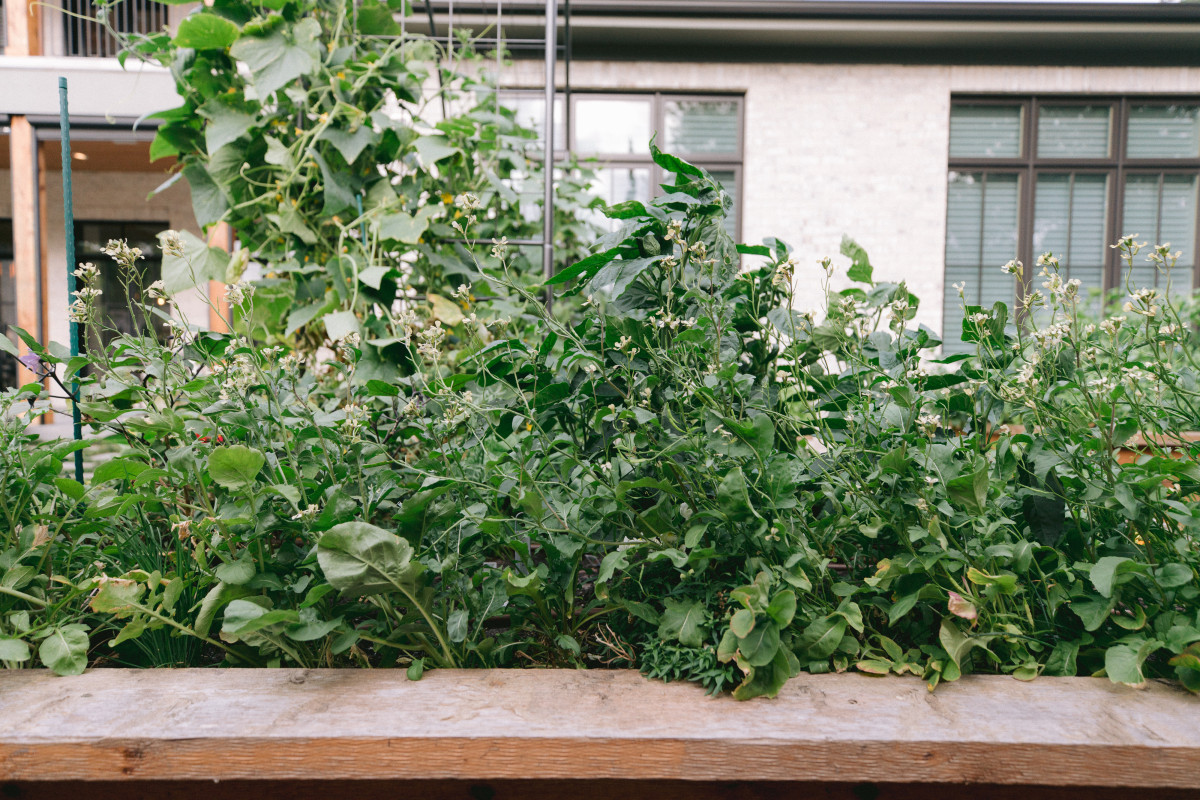 Are Your Plants Bolting? Here's What That Means & What to Do • Gardenary