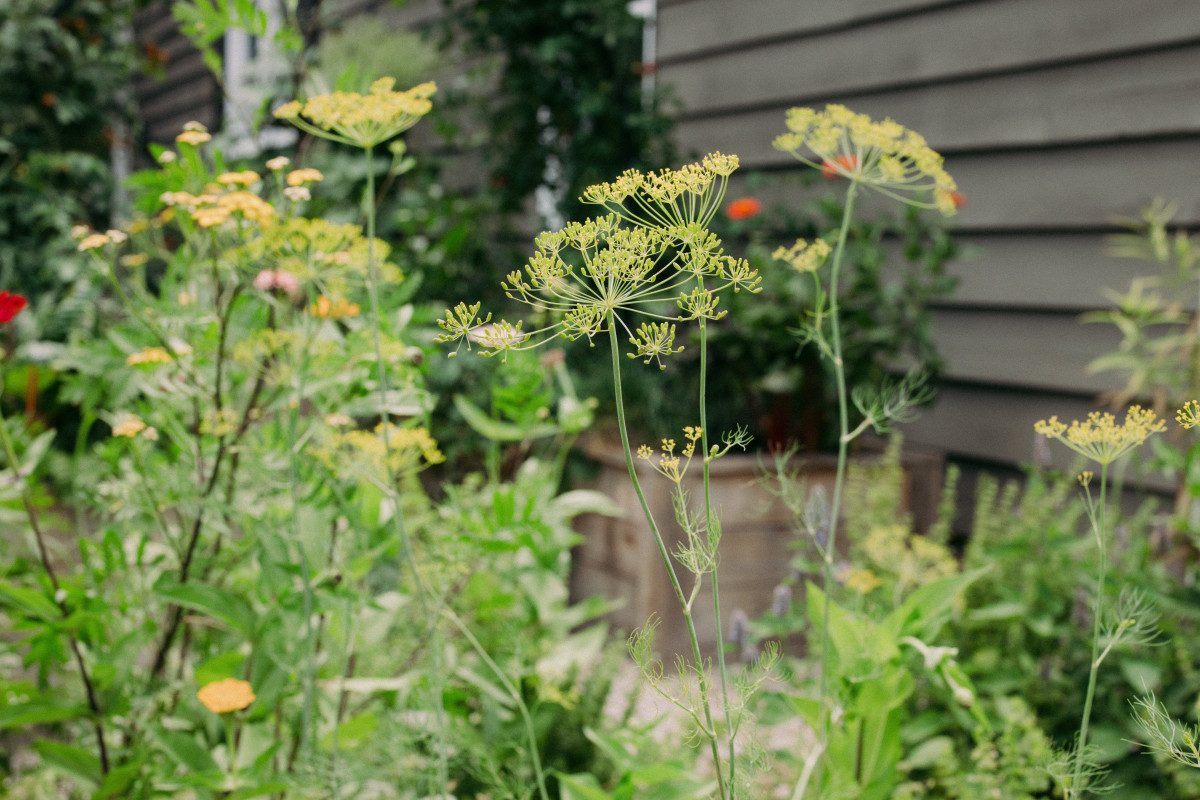 3 Easy Steps to Save Dill Seeds from Your Kitchen Garden • Gardenary