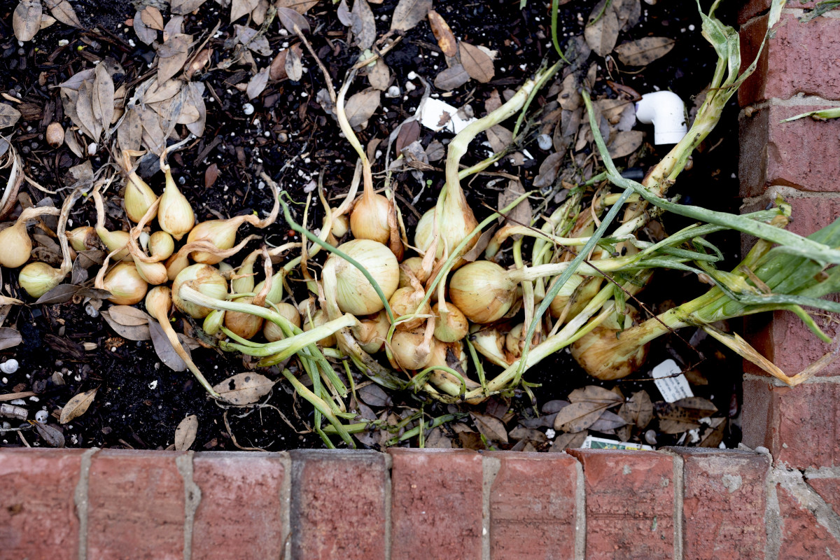 How to Grow Your Own Organic Onions • Gardenary