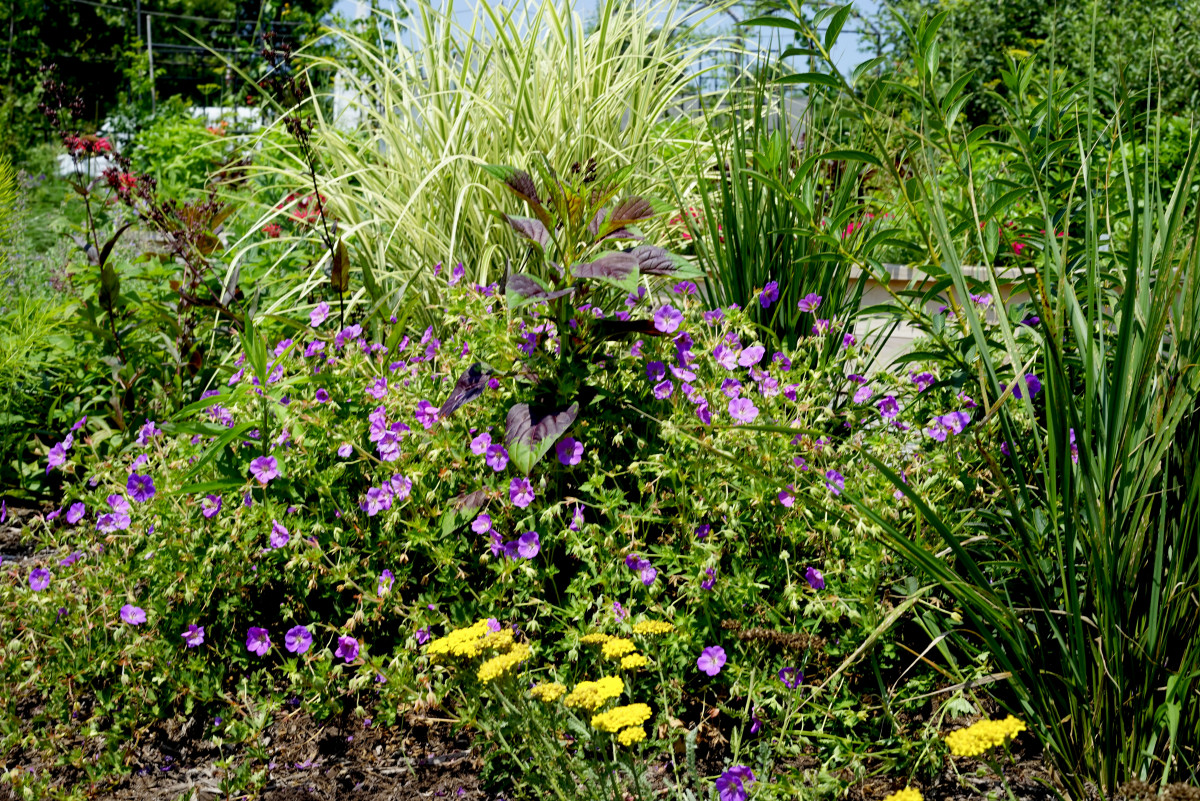 How to Start a Native Plant Garden • Gardenary
