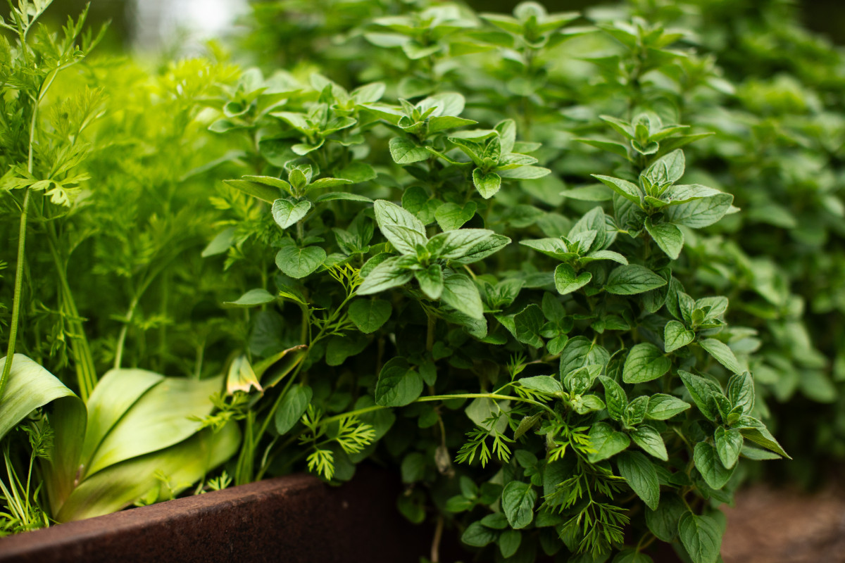 How To Split Oregano Plants