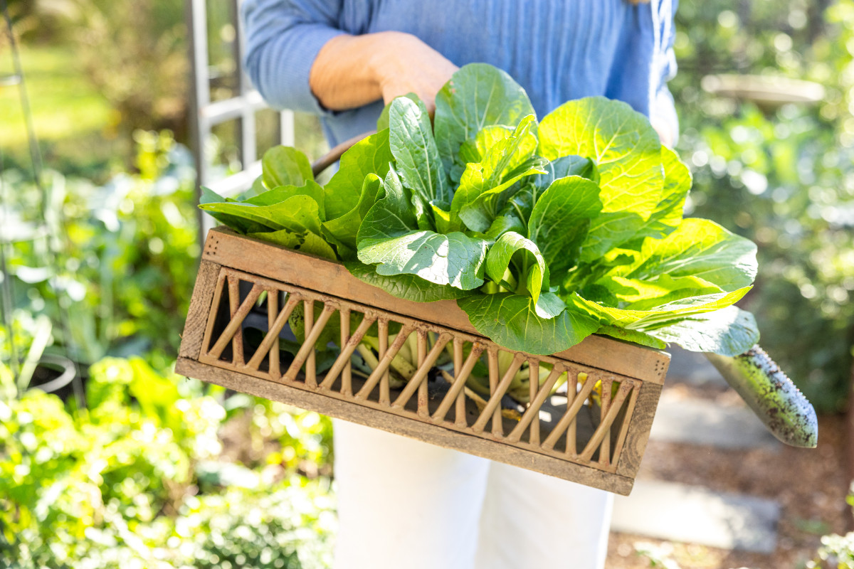 How to Grow Your Own Organic Bok Choy • Gardenary