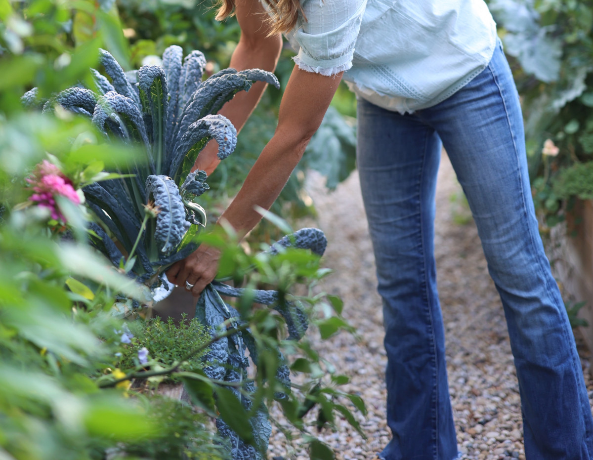 How to Harvest Kale and Encourage More Leaf Growth • Gardenary