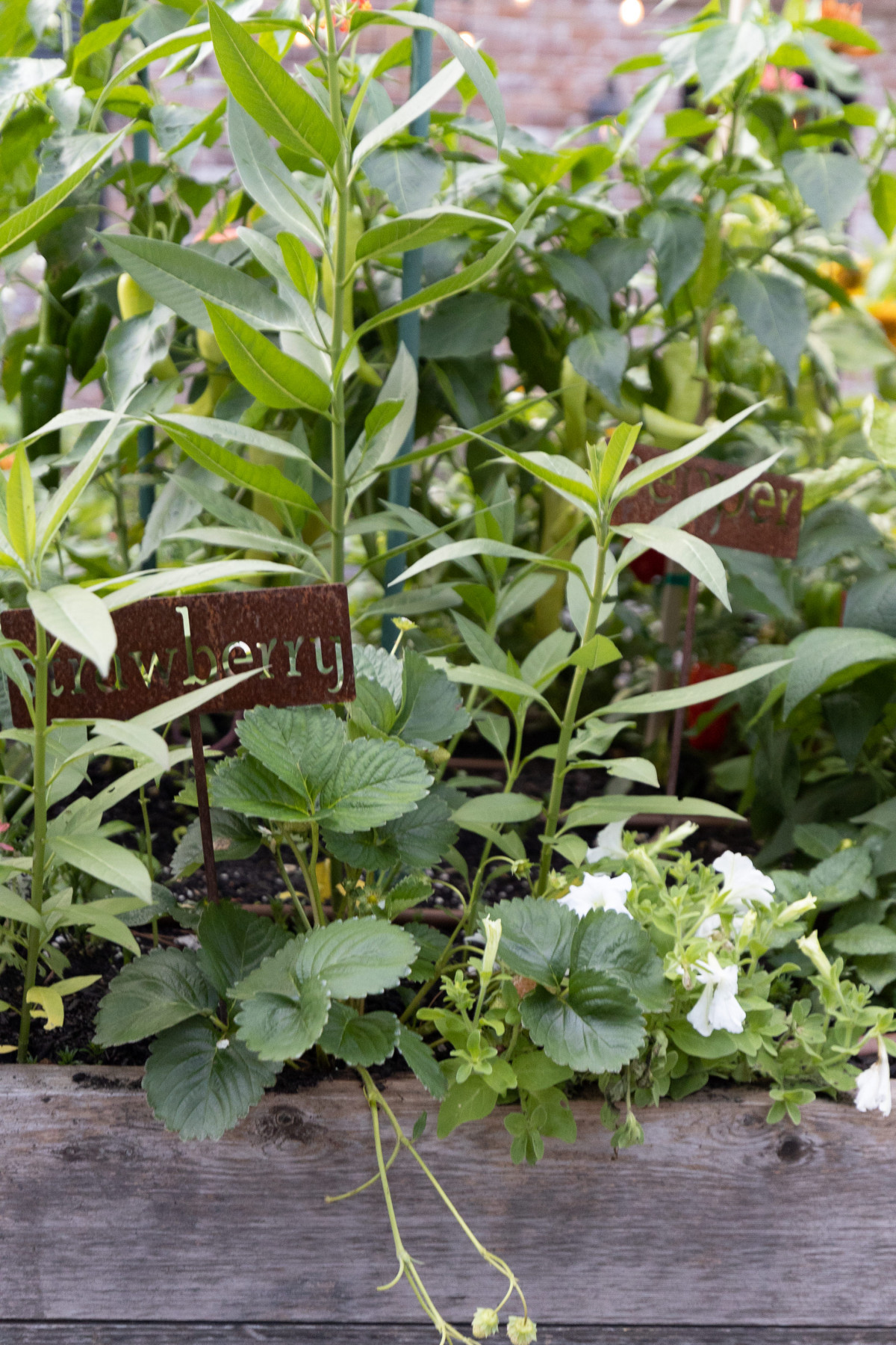 Our Favorite Plant Labels for the Garden • Gardenary