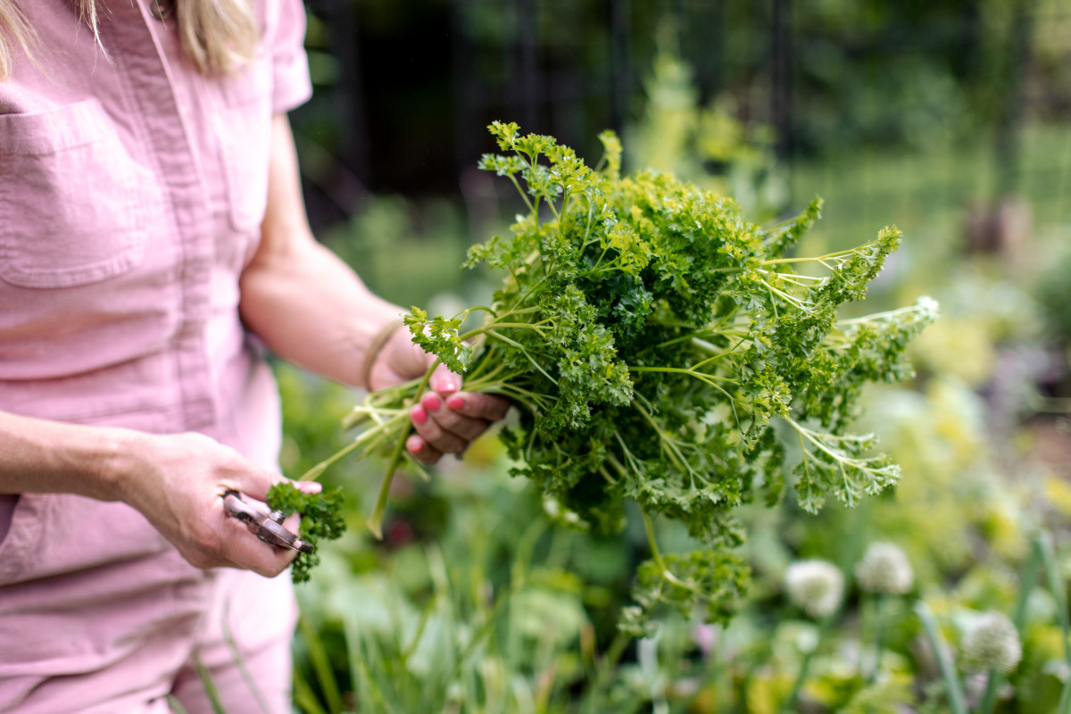 How to Harvest Parsley Leaves to Increase Production • Gardenary