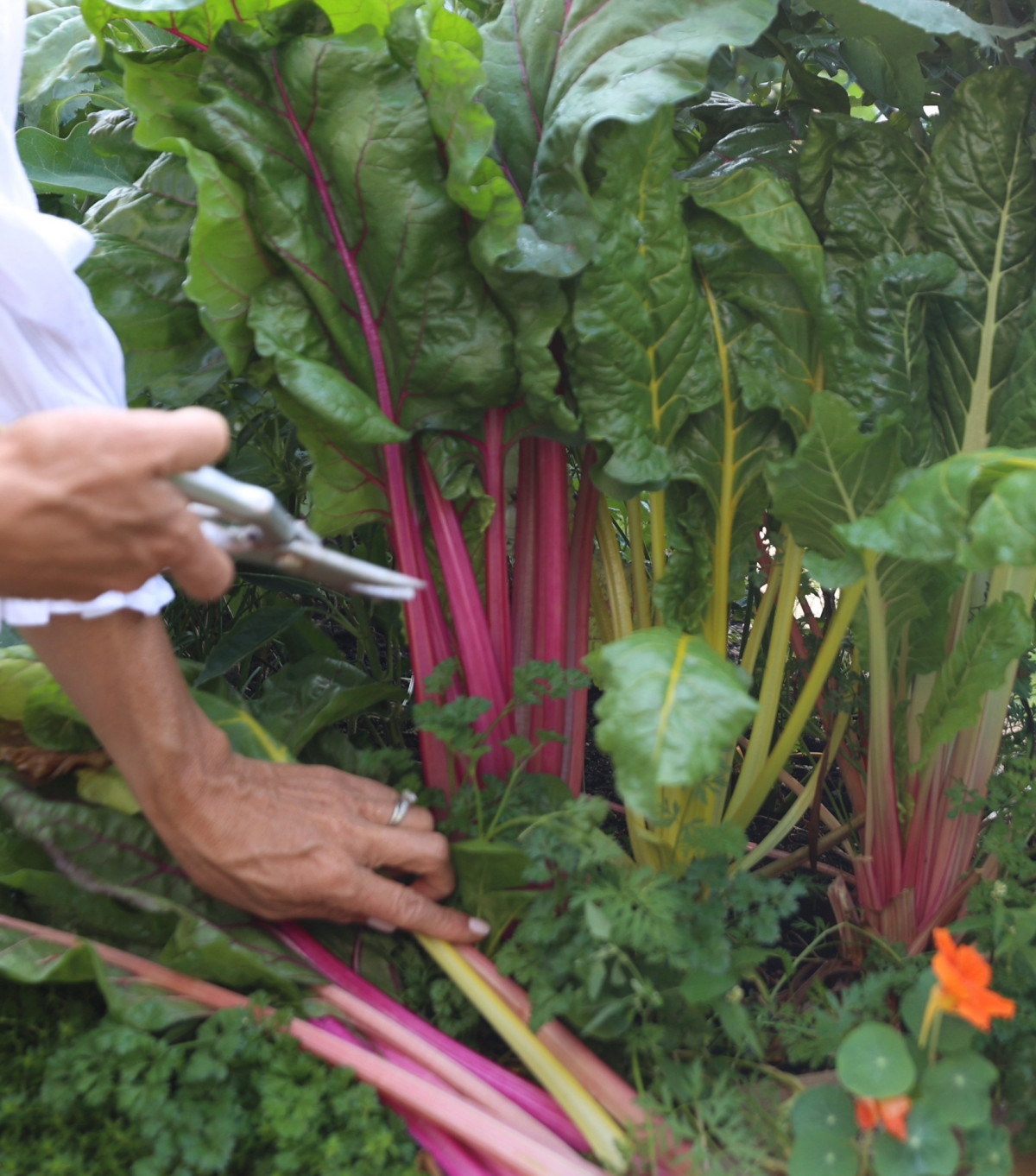 The Best Way to Harvest Swiss Chard Leaves • Gardenary