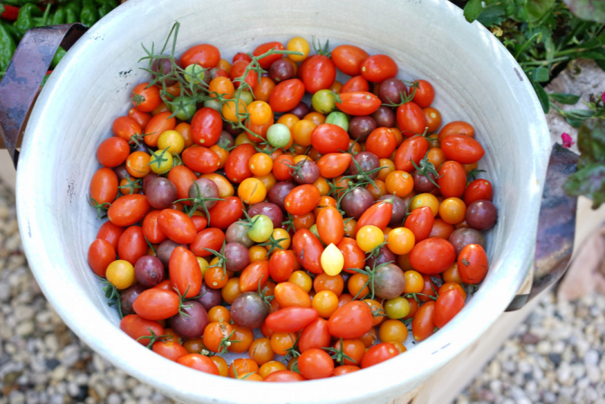 3 Signs Your Tomatoes Are Ripe and Ready to Be Harvested • Gardenary