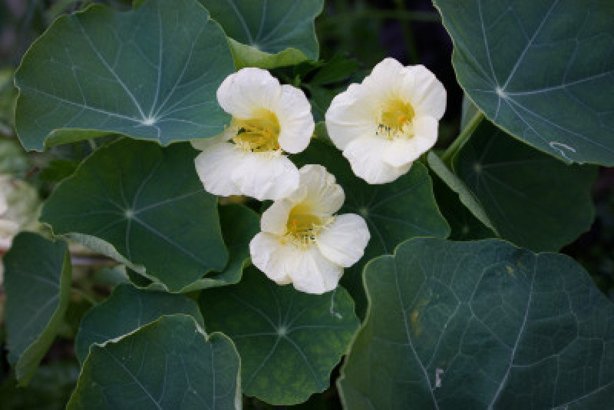 What Does It Mean to Scarify Your Seeds? • Gardenary