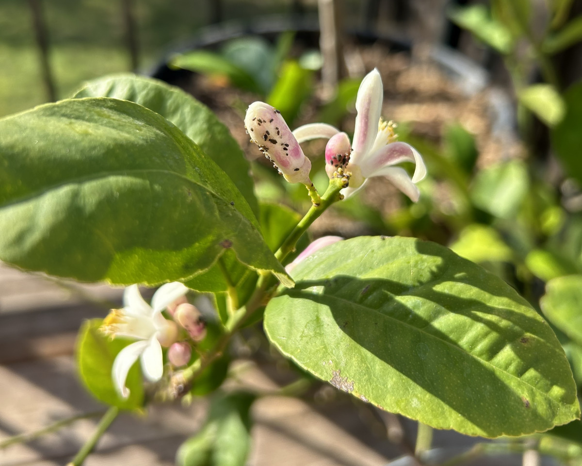 Everything You Need to Know About Aphids (And How to Deal with Them ...