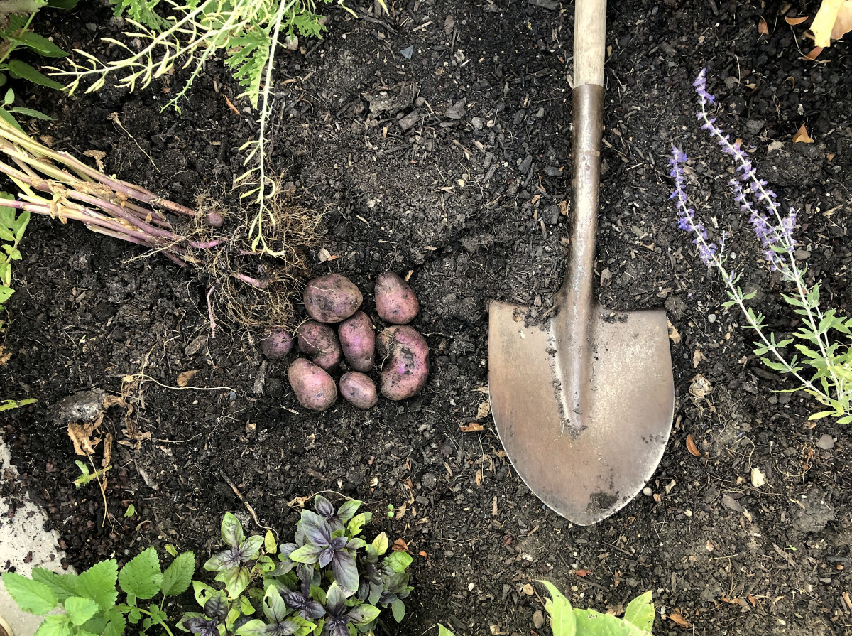 The Best (and Worst) Companion Plants for Potatoes • Gardenary