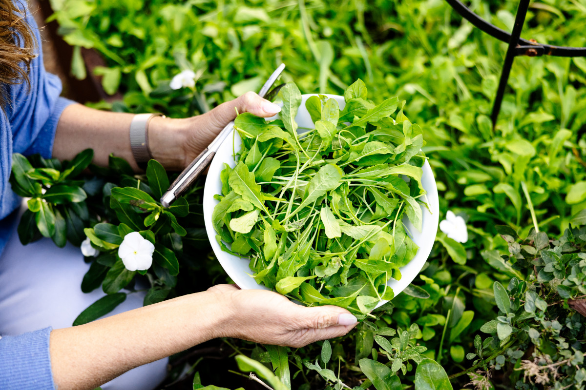 Arugula seedlings store