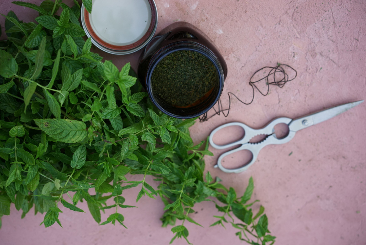 How to Make Mint Tea from Your Organic Herb Garden • Gardenary