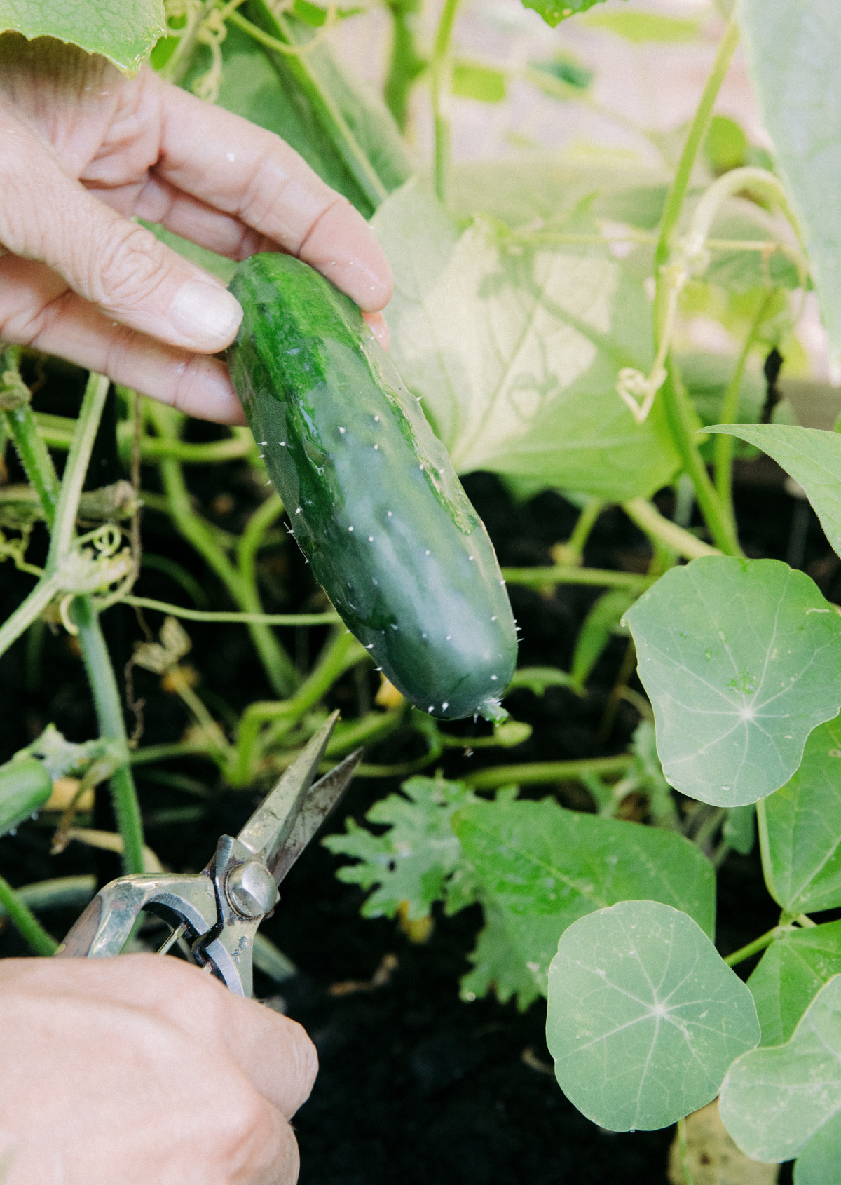 3 Signs Your Cucumbers Are Ready to Harvest • Gardenary